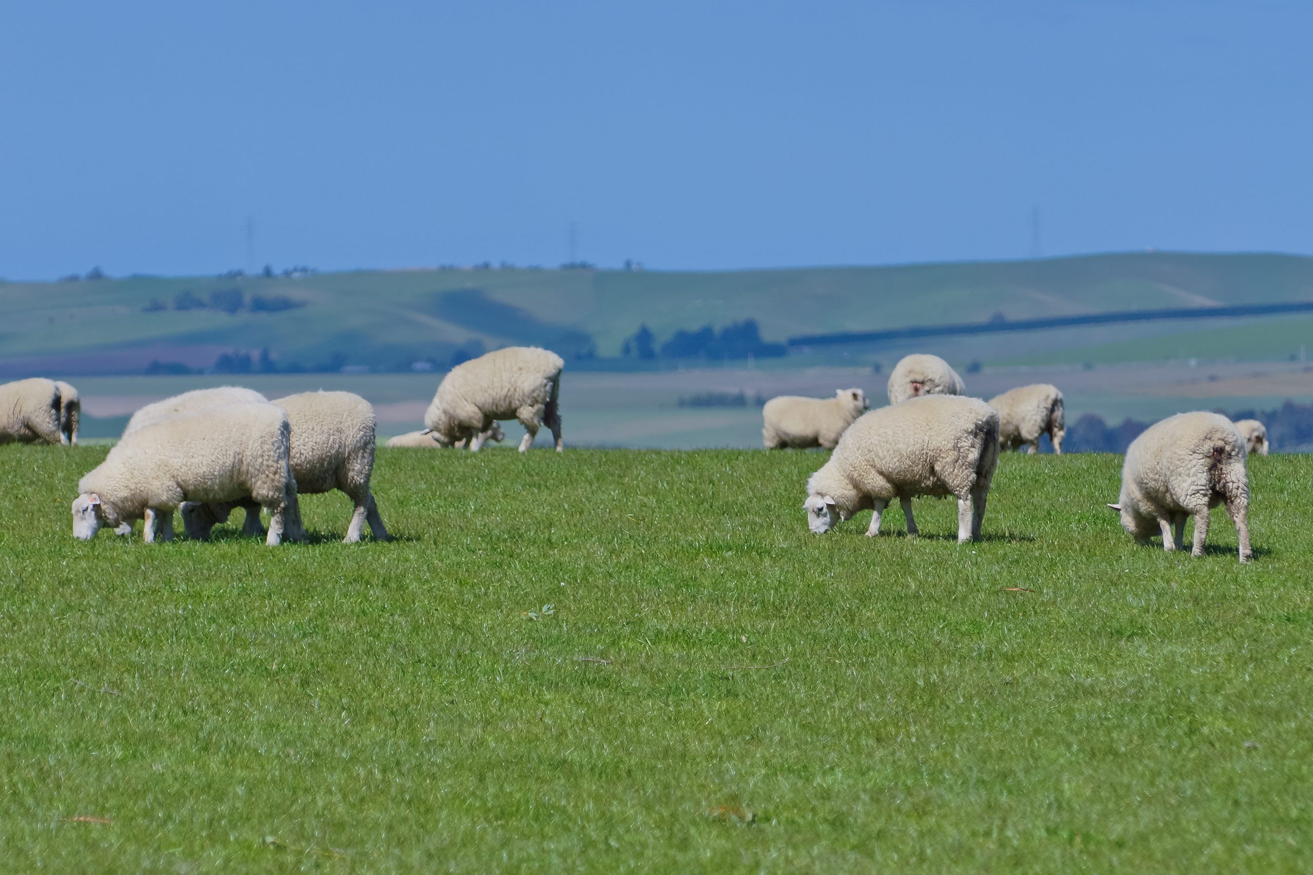 New industry body aims to unite and rebuild strong wool industry ...